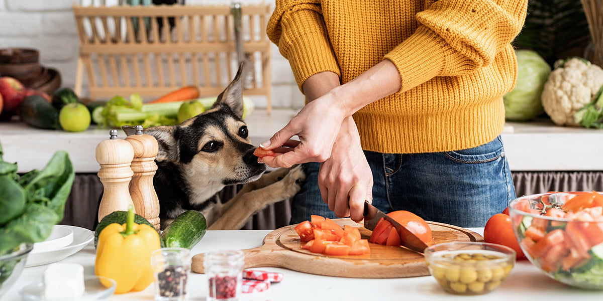 Pet Nutrition is the Foundation to Overall Health | Get Joy Food