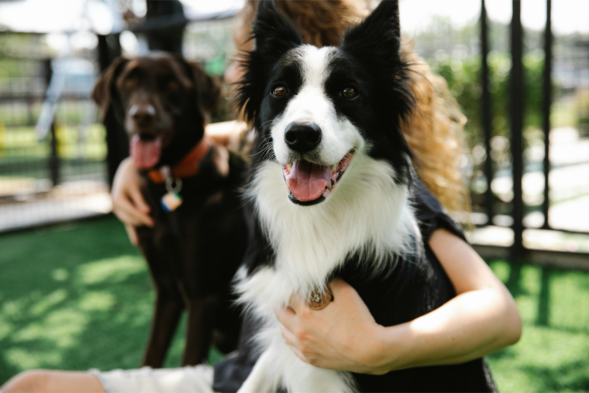 Decode Your Dog's Poop: Color and Shape | Get Joy