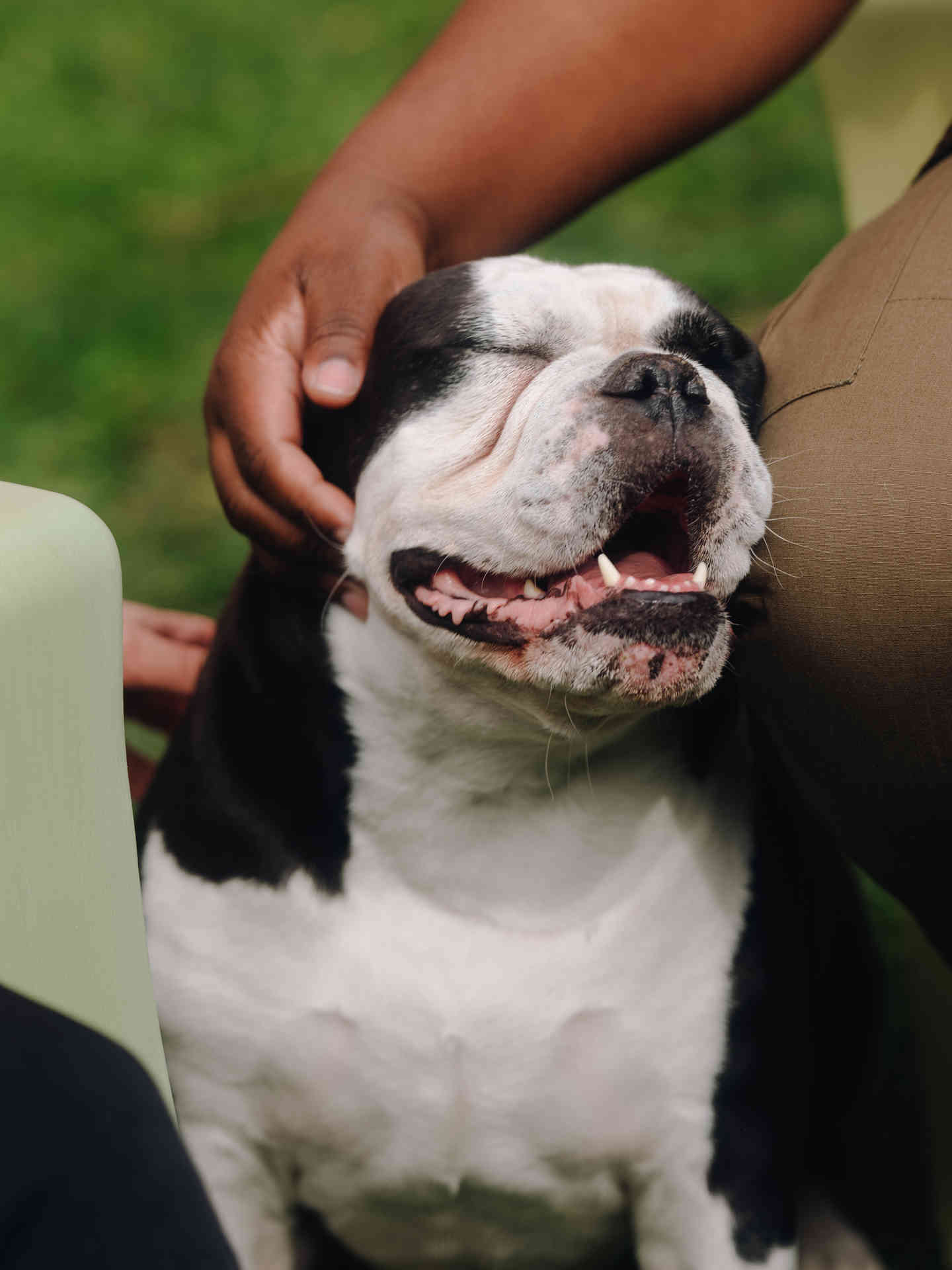 Decode Your Dog's Poop: Color and Shape Guide | Get Joy
